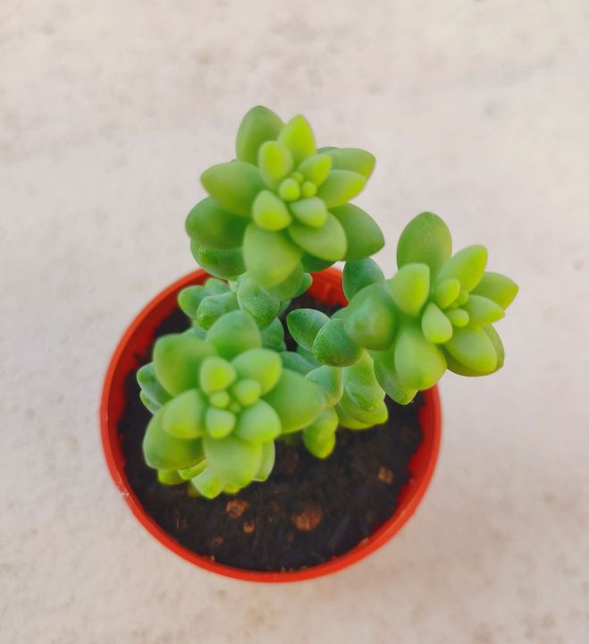 玉坠 Sedum 'Breastbone' Succulent | Lazada