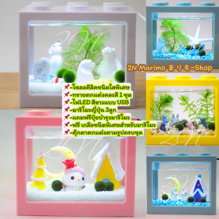มาริโมะ Marimo Set XL แถมฟรีอุปกรณ์ครบชุดพร้อมเลี้ยง | Lazada.co.th