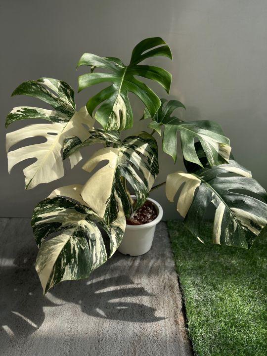 Monstera Albo Borsigiana Variegata /Half moon | Lazada