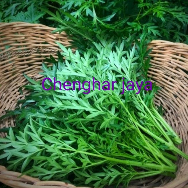 Daun KENIKIR segar lalapan herbal alami satu ikat 250 gram | Lazada ...