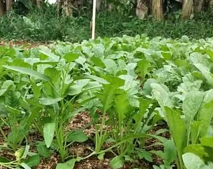 BENIH LOBAK DAUN LALAP 100 SEEDS | Lazada Indonesia