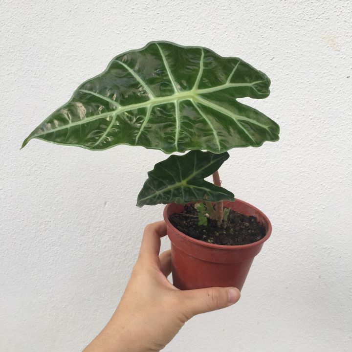Alocasia Amazonica 黑叶观音莲 (Small Plant) | Lazada