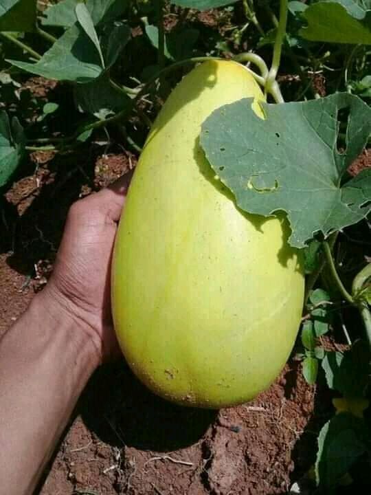 50BENIH BIJI TIMUN SURI SUPER. BIBIT BUAH TIMUN SURI | Lazada Indonesia