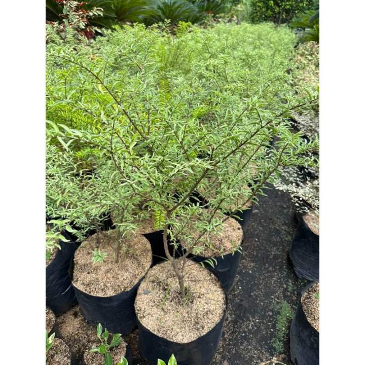 Variegated Japanese Suamei / Swami / Water Jasmine | Lazada PH