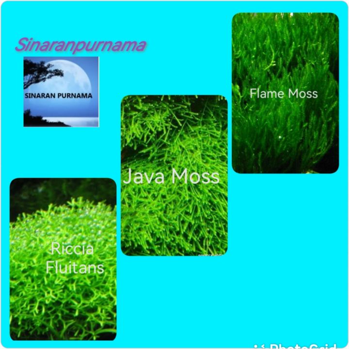 Aqua Plant : A) Java Moss (Loose) (10x10cm) (B) Flame Moss (Loose ...