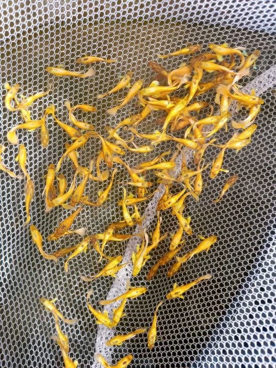 (ยอดฮิต💥)ปลาหางนกยูง ฟูลโกล สีทอง🐟 | Lazada.co.th