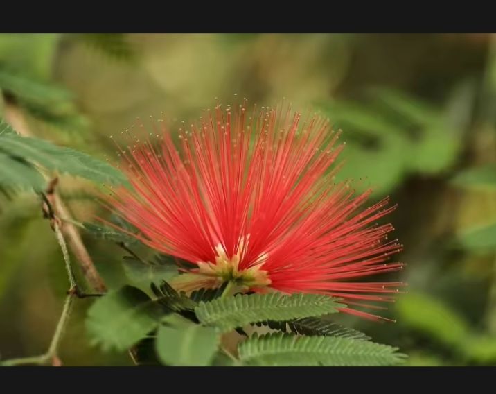 BIJI BENIH KALIANDRA MERAH KUALITAS SUPER - TANAMAN PAKAN TERNAK (isi ...