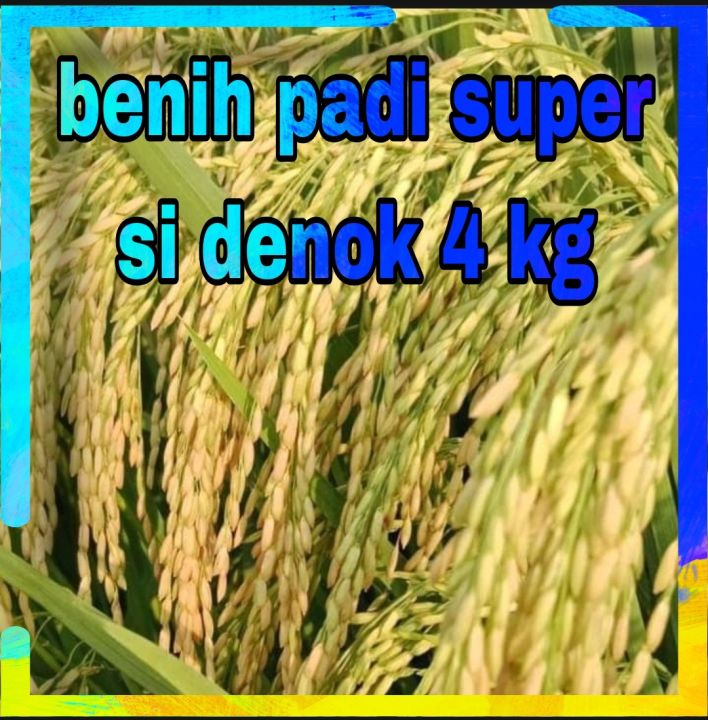 BENIH PADI SI DENOK 4KG BERSERTIFIKAT SUPER GENJAH BERBOBOT | Lazada Indonesia