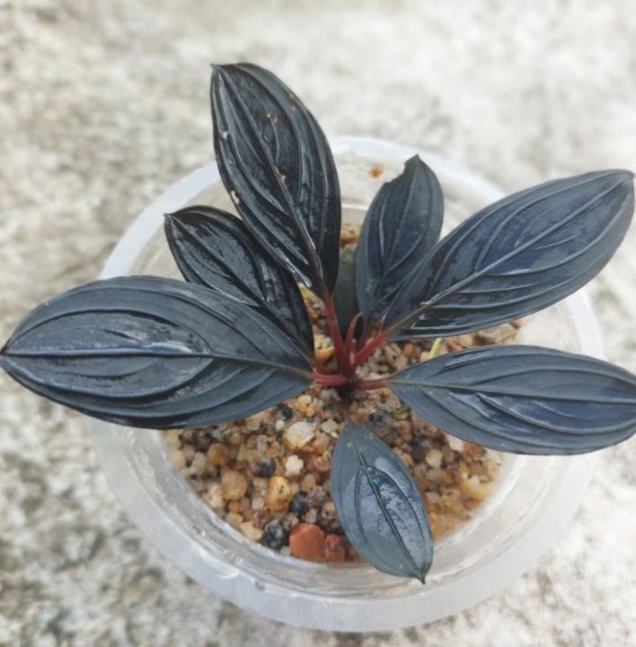 bucephalandra skeleton king dark Achilles Buce SK tanaman aquascape ...