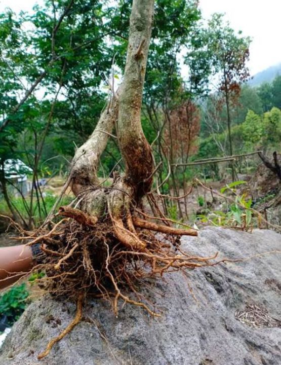 bonggol pohon lantanq bahan bonsai | Lazada Indonesia
