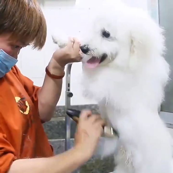 1KIMP Pet Hair Razor Clipper USB Rechargeable Razor Trimmer Grooming ...