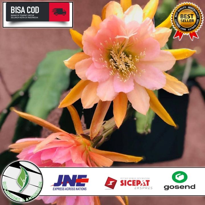 Tanaman hias Wijaya Kusumah bunga jingga / Tanaman Hias Murah / Tanaman ...