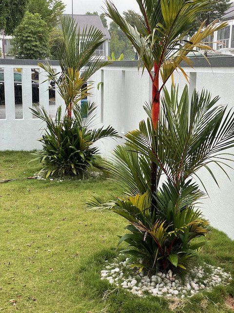 New ‼️ 🔥BUY 1 TAKE🔥 Red palm / Red Palmera Chinese Lucky plant ‼️photo ...