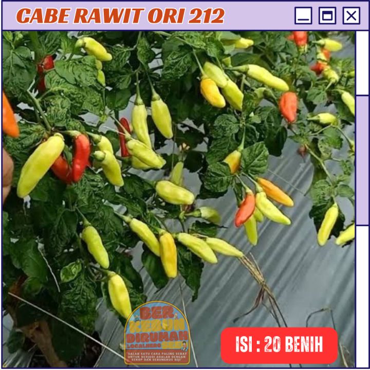 Berkebun Benih Cabe Rawit ORI 212 Buah Jumbo Bibit Sayuran Cabai Rawit Merah Unggul Cap Aura ...