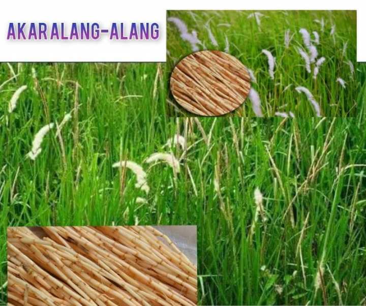 Akar alang alang segar bersih per 100 grm | Lazada Indonesia