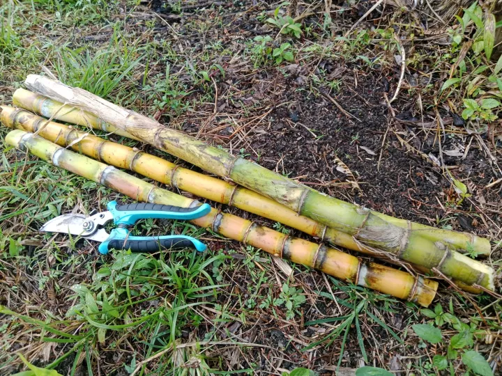 bibit stek tanaman tebu kuning manis | Lazada Indonesia
