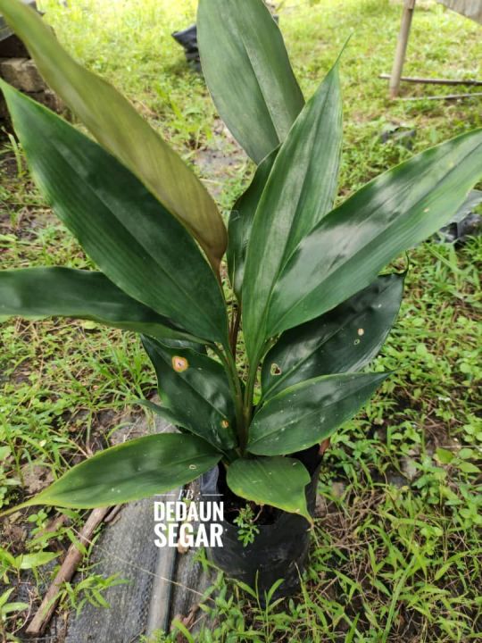 Anak Pokok Serai Acheh | Lazada