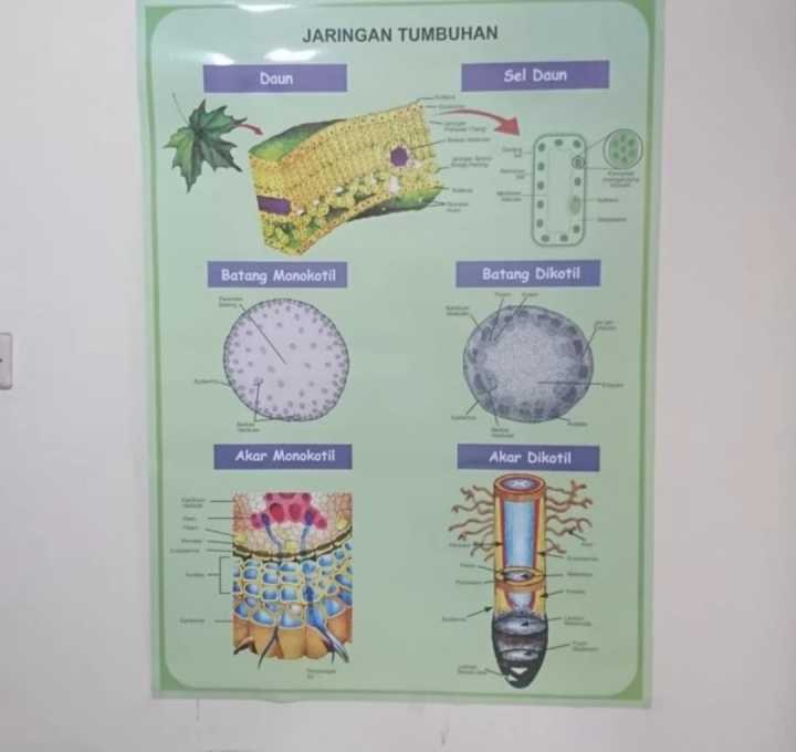 Poster Jaringan tumbuhan , carta peraga pendidikan model poster ...
