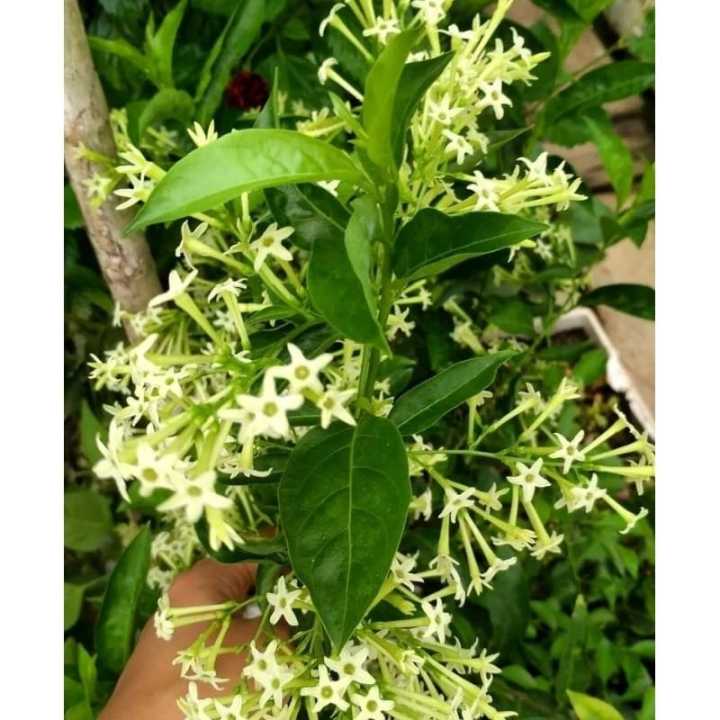 tanaman bunga Arum Dalu bunga nya wangi semerbak | Lazada Indonesia