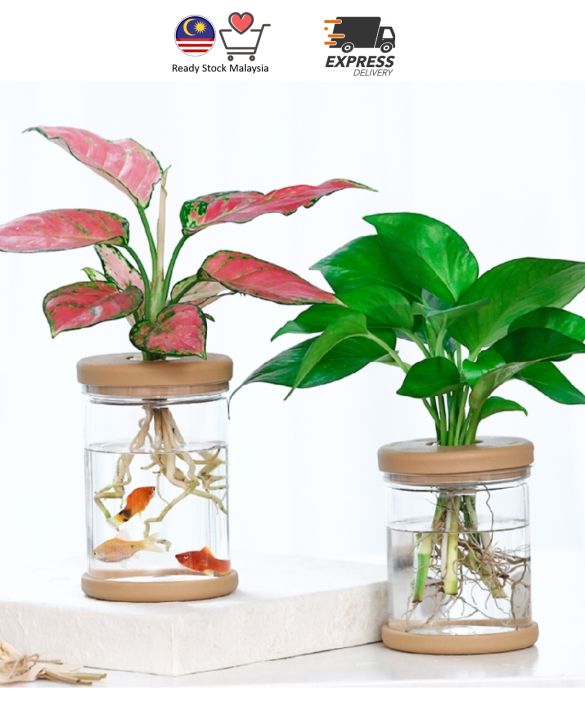 plastic transparent pot fish pot | Lazada