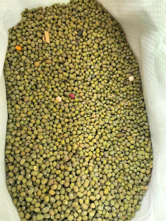Munggo Green / Mung Beans / Pure Munggo ( Available in 1kg / 500g ...