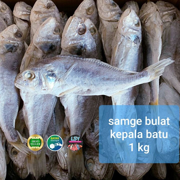 ikan asin samge / kepala batu 1kg | Lazada Indonesia