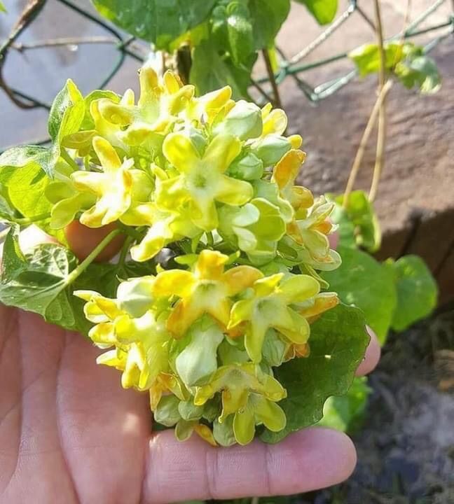 Pokok bunga menjalar tongkeng - bau wangi dan boleh dimakan | Lazada