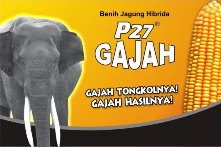100 BIJI BENIH BIBIT JAGUNG HIBRIDA PIONEER P27 GAJAH | Lazada Indonesia
