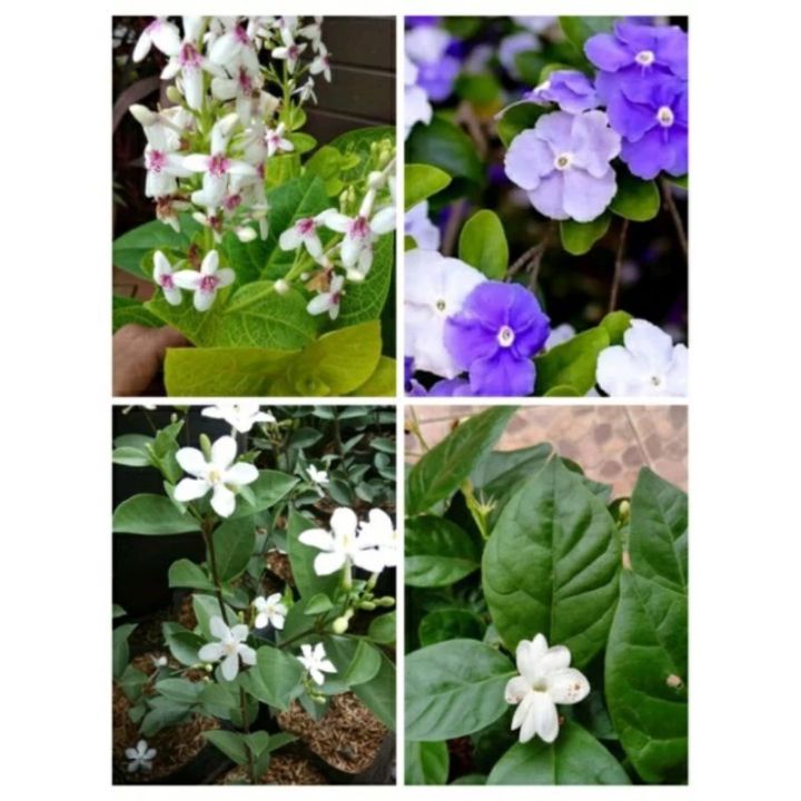 Tanaman Hias Melati Costa Putih | Lazada Indonesia