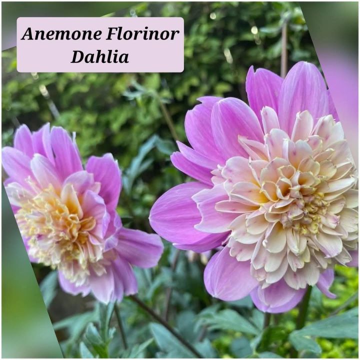 ANEMONE FLORINOR DAHLIA tuber (with sprouts) | Lazada PH