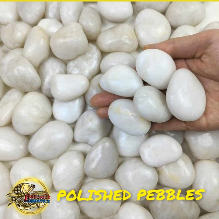 Polished White Pebble | Lazada PH