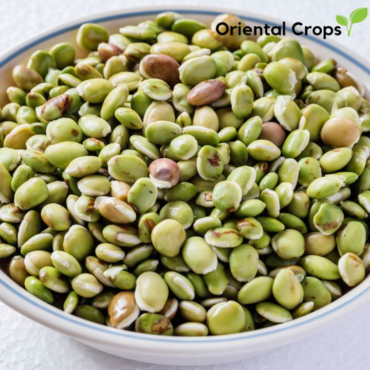 binhi pantanim bataw hyacinth bean vegetable outdoor plant | Lazada PH