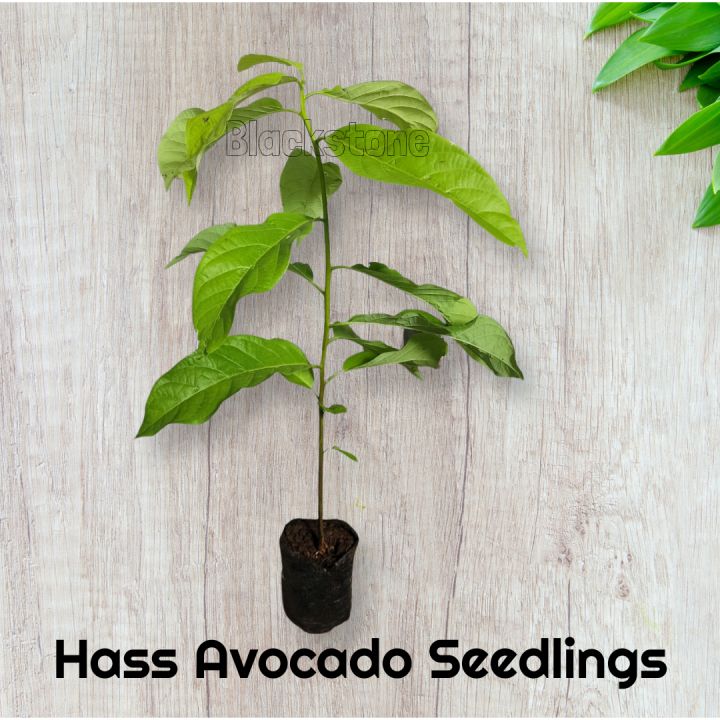 Hass Avocado Seedlings Dwarf | Lazada PH