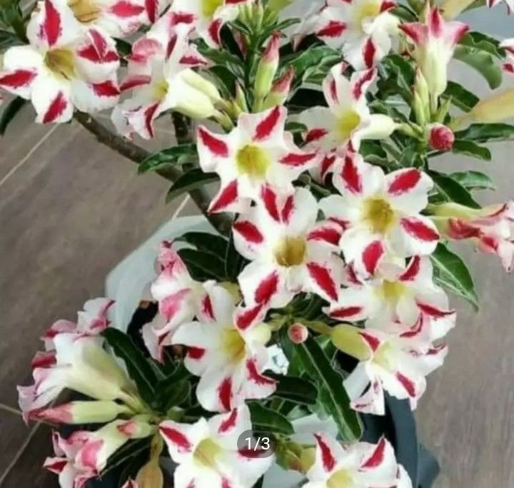 New Promo Bibit Tanaman Hias Bonsai Adenium Tanaman Cabang Seribu