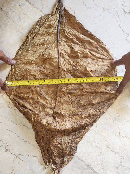 TABAKO DAHON 1 to 2 leaf 30 to 60 g MUSKADA MOMA TOBACCOO LEAF TOBACCO ...