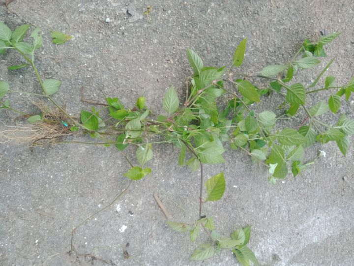 pokok rumput Israel, Asystasia gangetica | Lazada