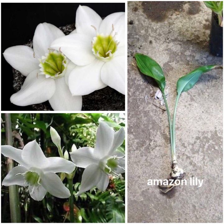 Bebawang / bulb pokok bunga amazon lily, fireball lily, amaryllis ...