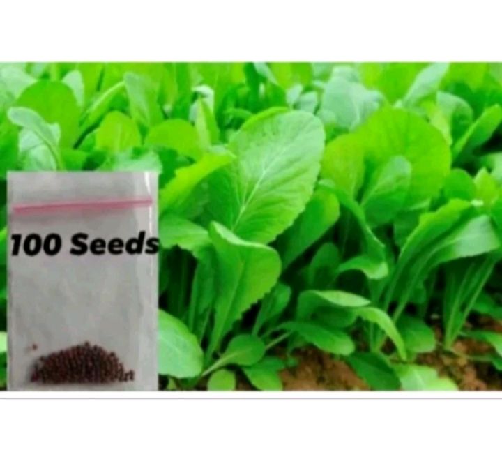 Mustasa Seeds/Seeds for Planting(approx 500 seeds per pack) | Lazada PH