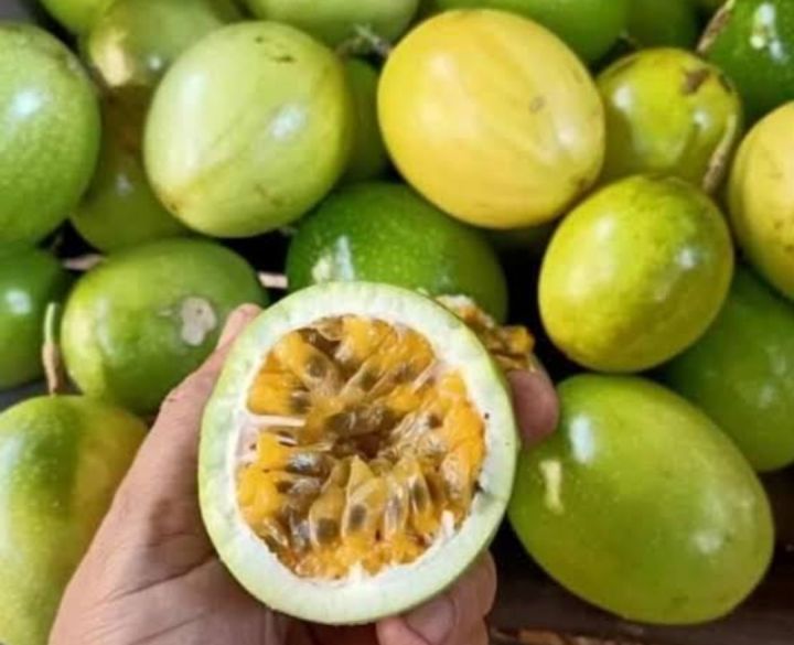Buah markisa kuning segar petik langsung 500 gram | Lazada Indonesia