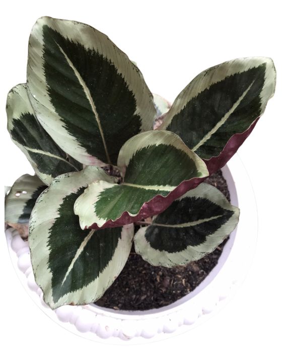 Calathea Cynthia | Lazada PH