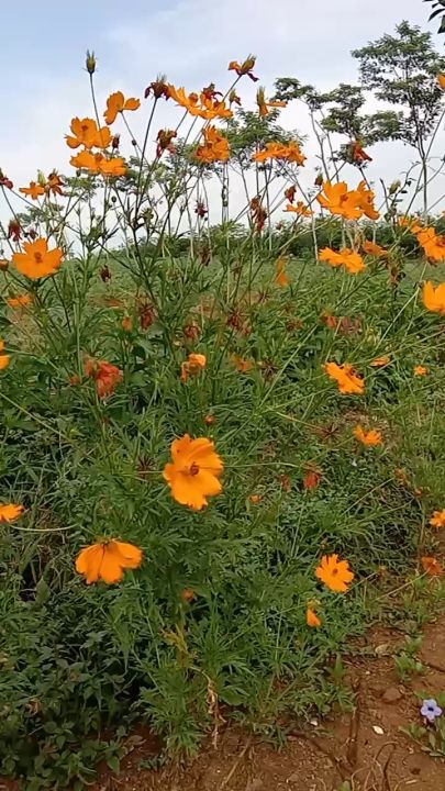 Twinsdaily | Benih Bunga Cosmos Sulphureus Warna Orange | Lazada Indonesia