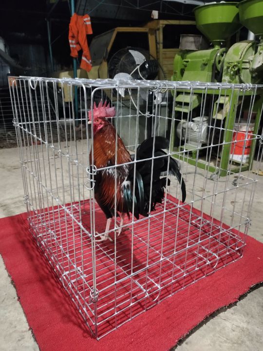 limber pens for chicken | Lazada PH