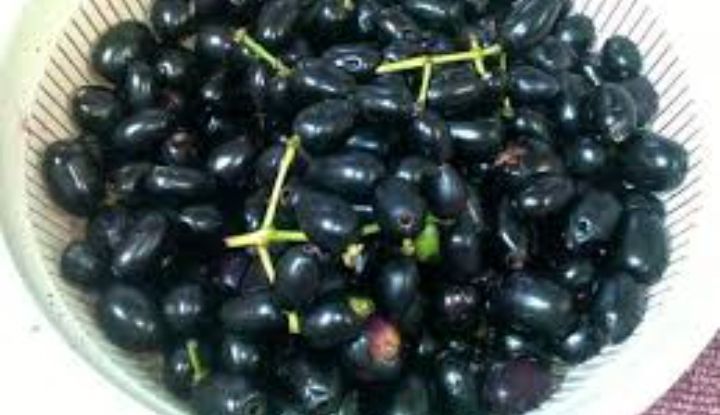 pokok buah keriang atau jambu arang, E. claviflora, tiada waranti | Lazada