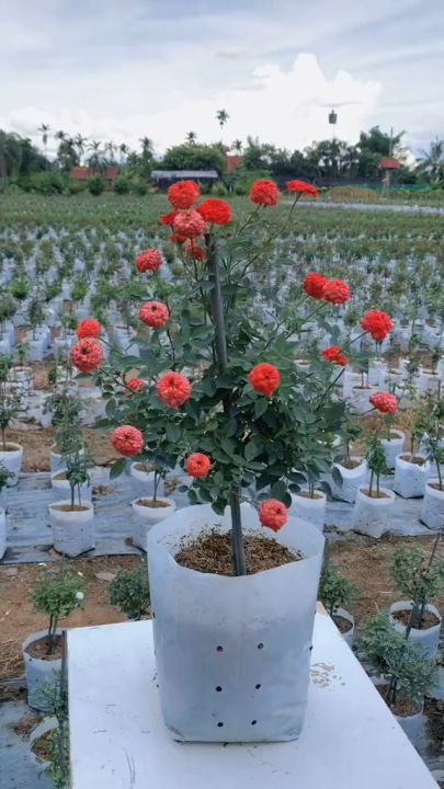 Treeno.9 T273 กุหลาบฮอนเเลนด์ หนูแคระ ต้นใหญ่ (Rose) มี 9 สี / ถุง 8 ...