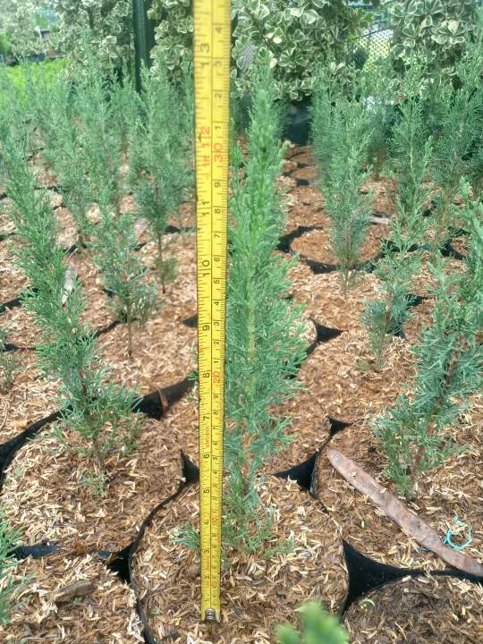 BRAZILIAN PINE TREE | Rooted Live Plants | Clovergreen plants shop ...