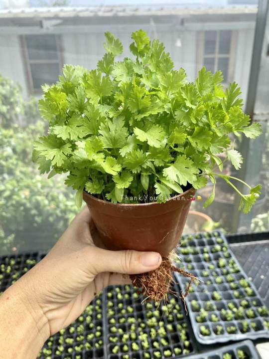(ซื้อ 2 กระถาง แถม ฟรี 1 กระถาง)ต้นผักชี หอมป้อม กระถาง 4 นิ้ว ...