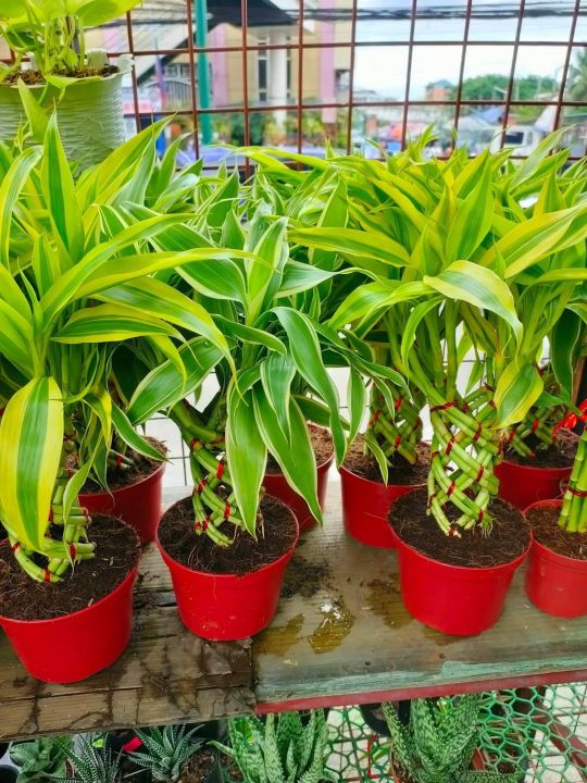 Live Plant Fortune Braided Fortune Plant Tree | Lazada PH