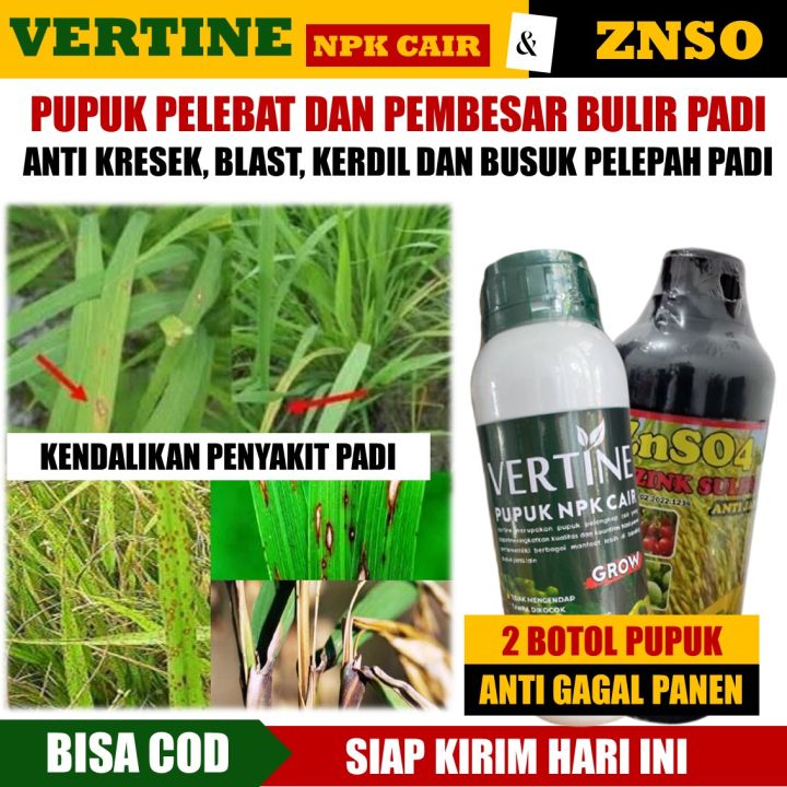 PROMO 2 BOTOL PUPUK PELEBAT DAN PEMBESAR BULIR PADI ANTI KRESEK, BLAST, KERDIL DAN BUSUK PELEPAH ...