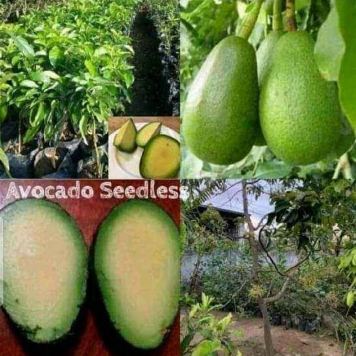 Avocado Grafted Seedless Seedlings big size | Lazada PH