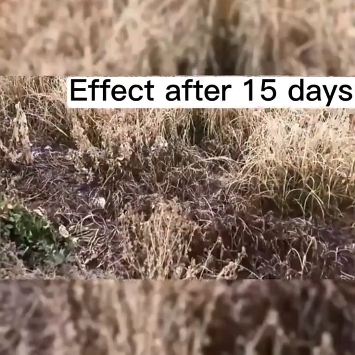 Herbicide for grass and weeds Weed and grass killer Grass killer ...